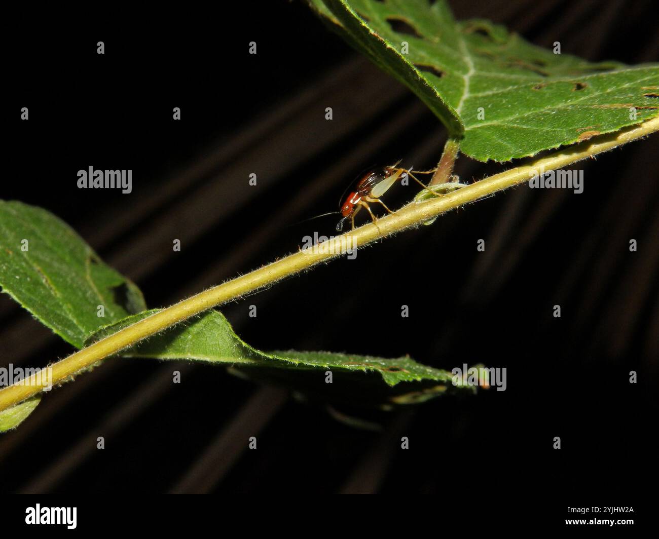Red-headed Bush Cricket (Phyllopalpus pulchellus Stock Photo - Alamy