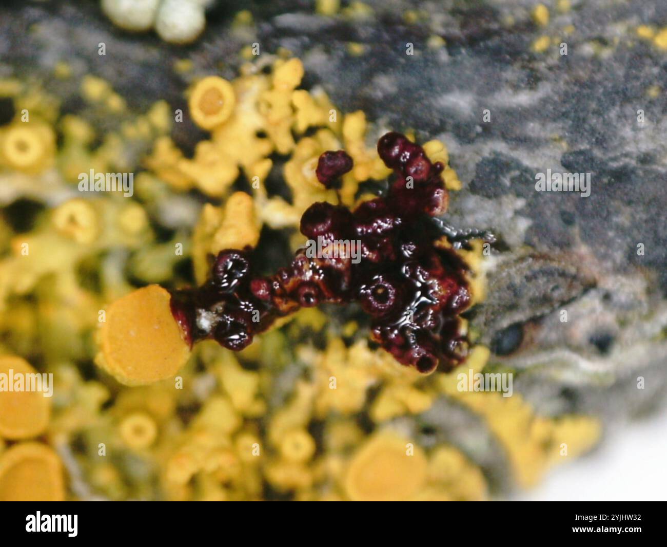 Pin-cushion Sunburst Lichen (Polycauliona polycarpa Stock Photo - Alamy