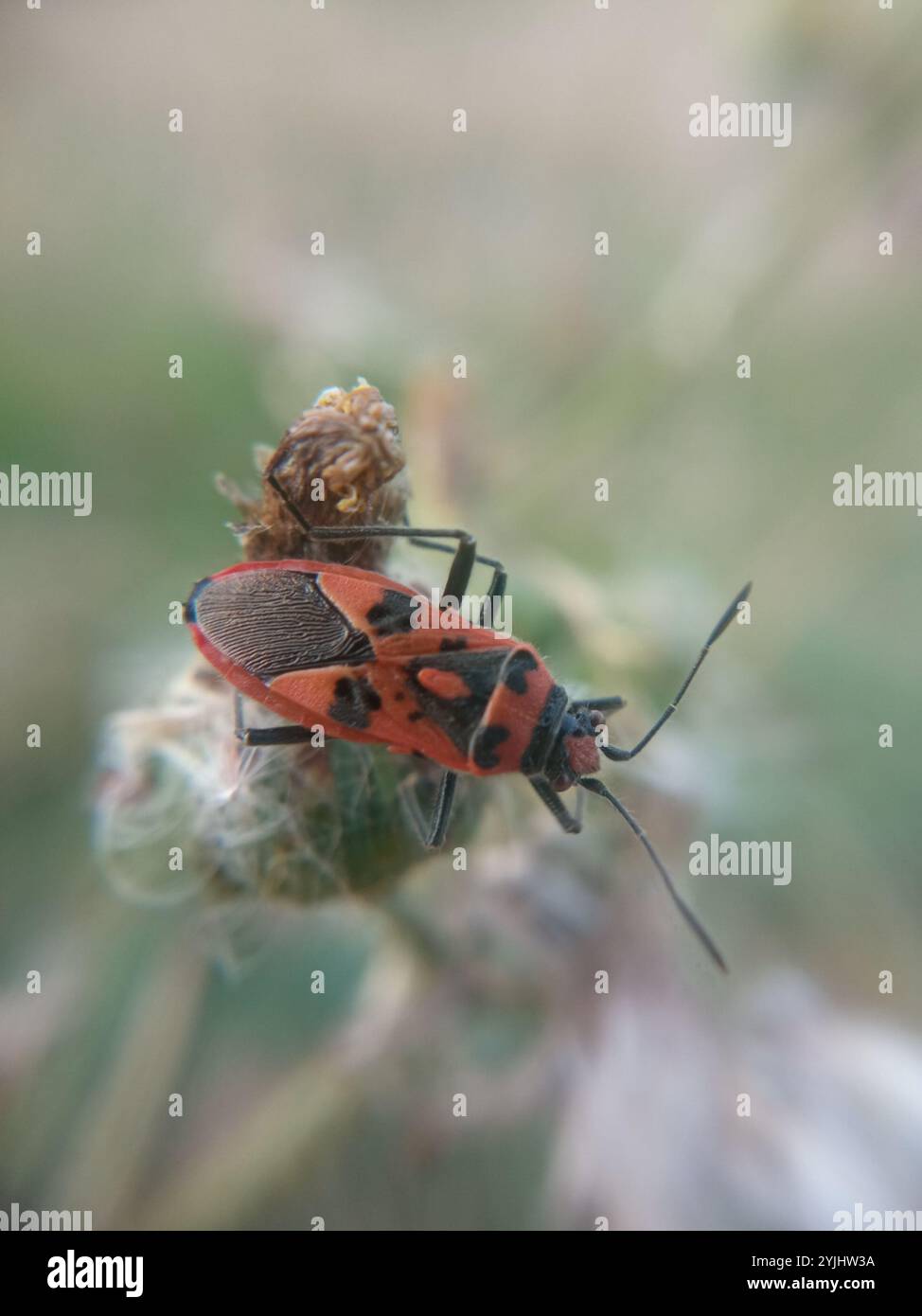 Spotted Firebug (Corizus hyoscyami Stock Photo - Alamy