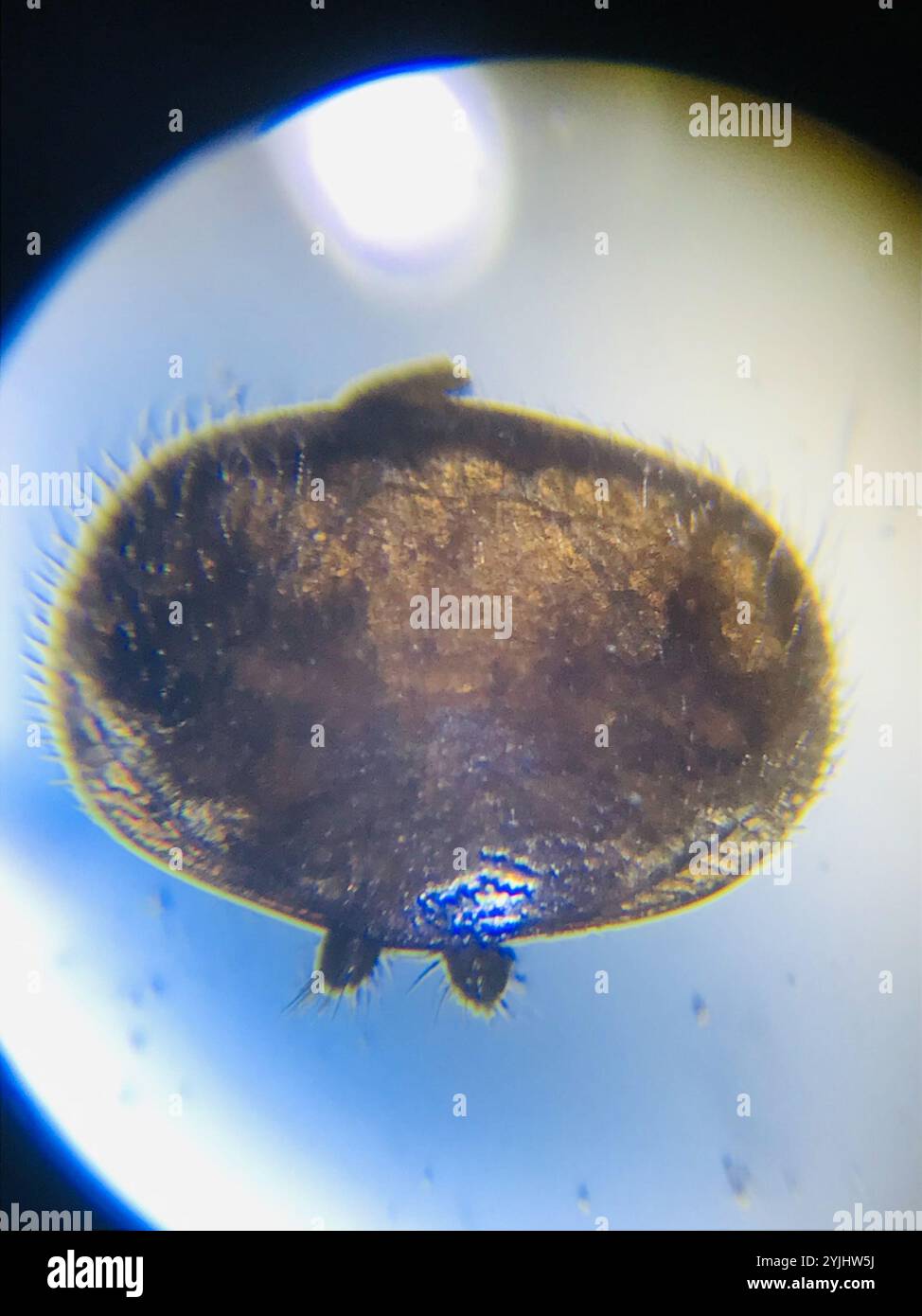 Varroa Mite (Varroa destructor Stock Photo - Alamy