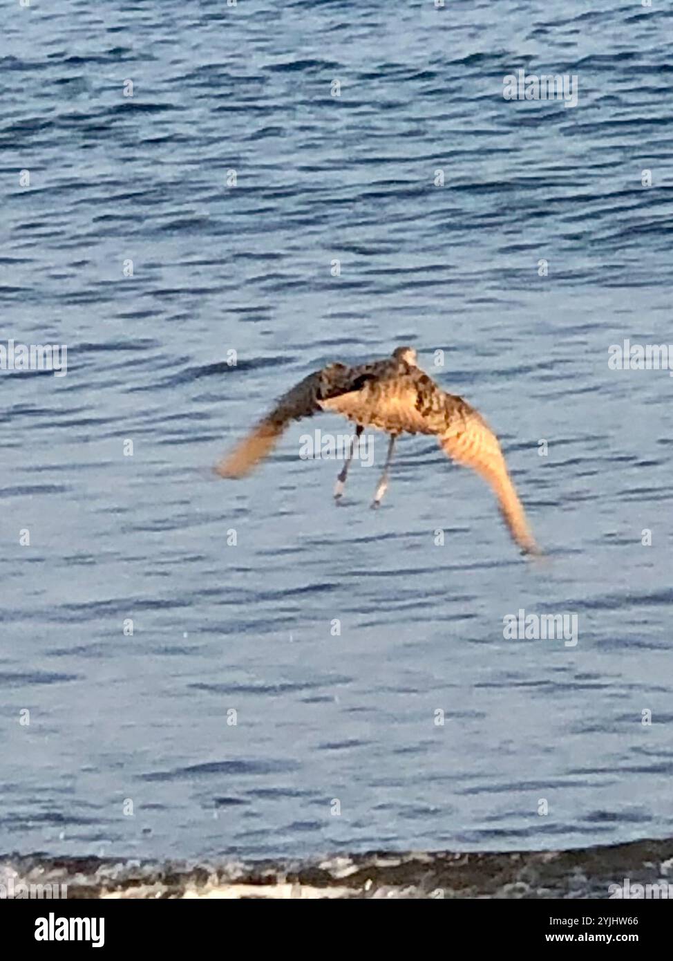 Marbled Godwit (Limosa fedoa Stock Photo - Alamy