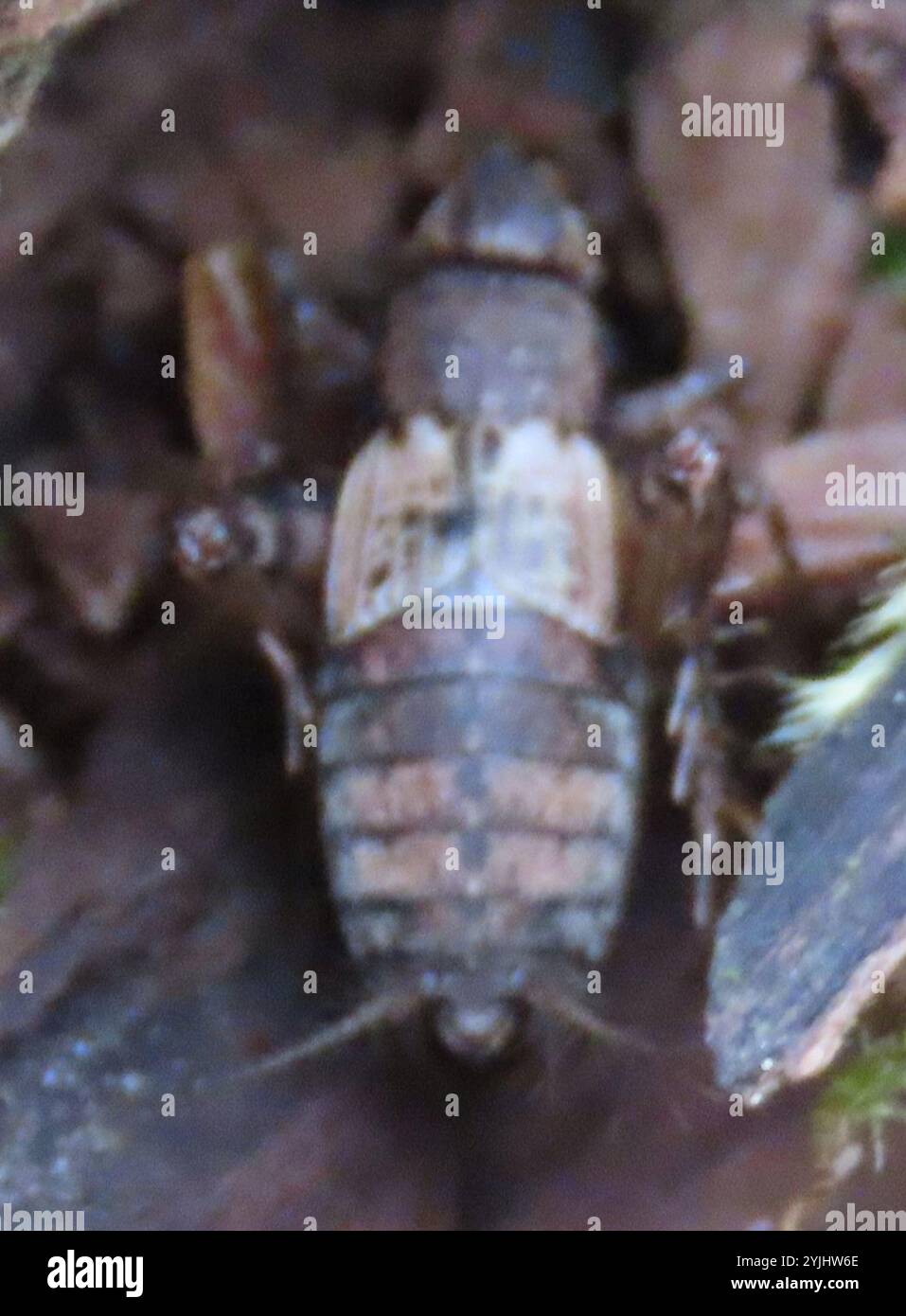 Robust Ground Crickets (Allonemobius Stock Photo - Alamy