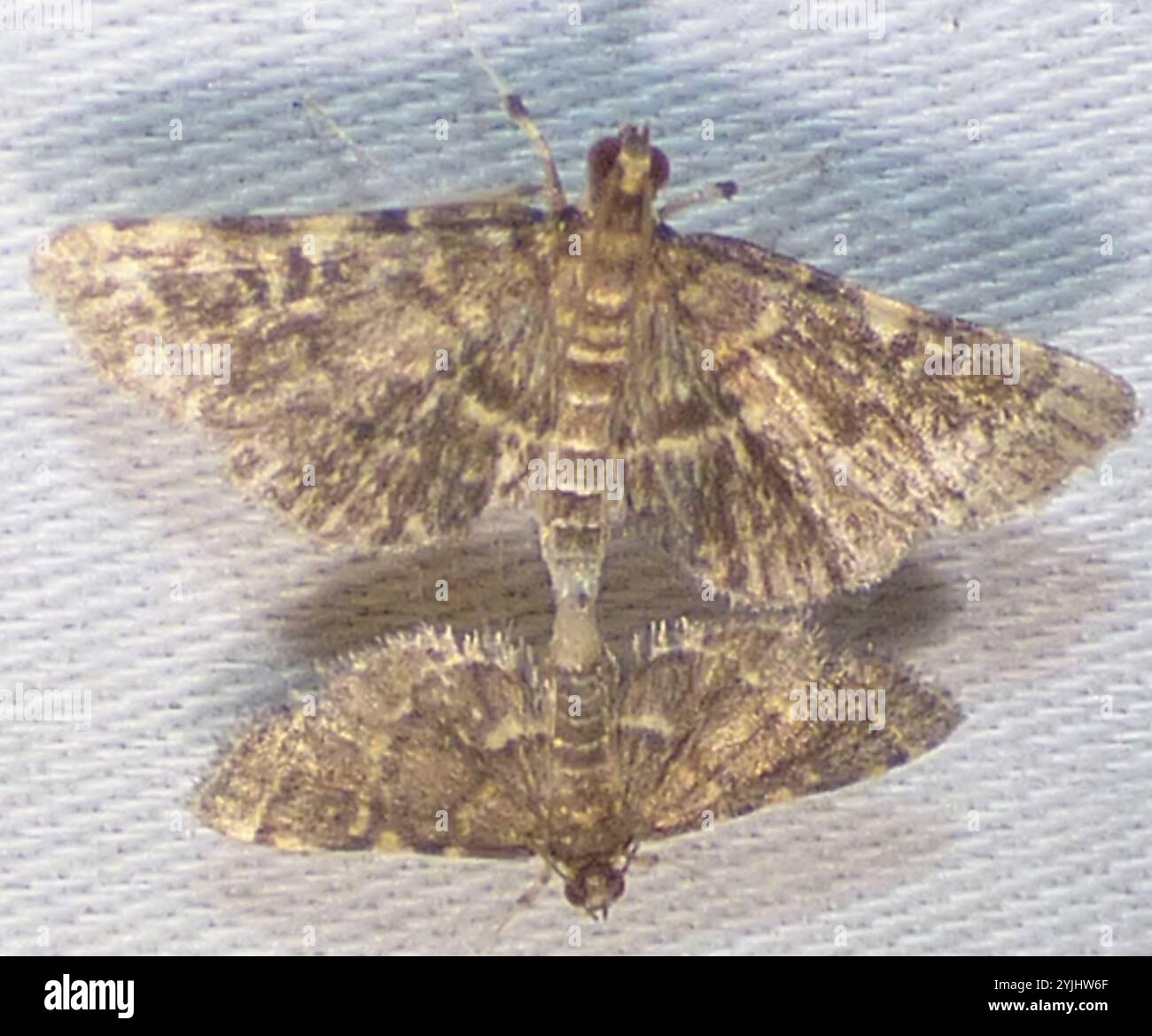 Yellow-spotted Webworm Moth (Anageshna primordialis Stock Photo - Alamy