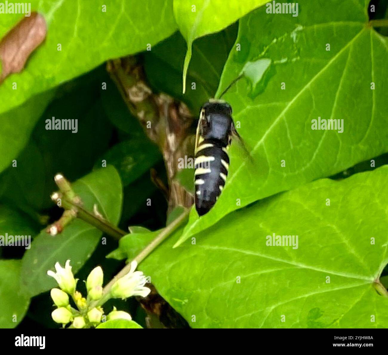Four-banded Stink Bug Wasp (Bicyrtes quadrifasciatus Stock Photo - Alamy