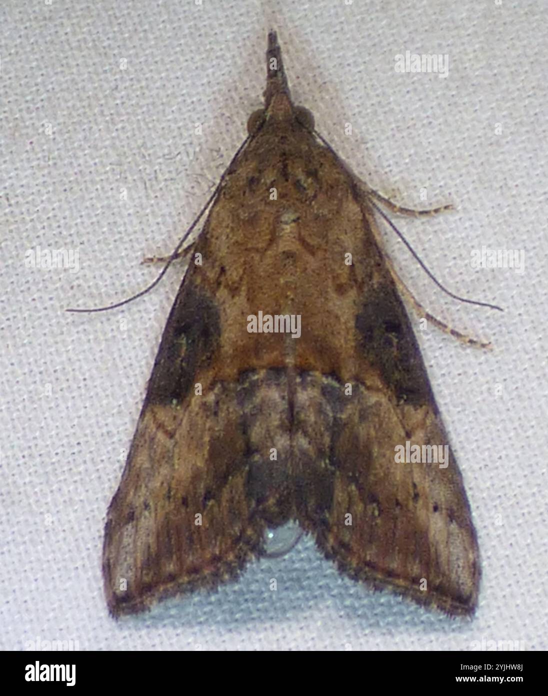 Green Cloverworm Moth (Hypena scabra Stock Photo - Alamy