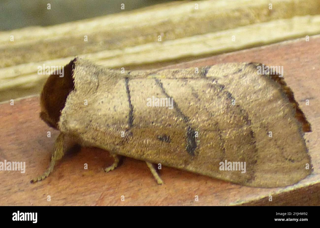 Angus' Datana Moth (Datana angusii Stock Photo - Alamy