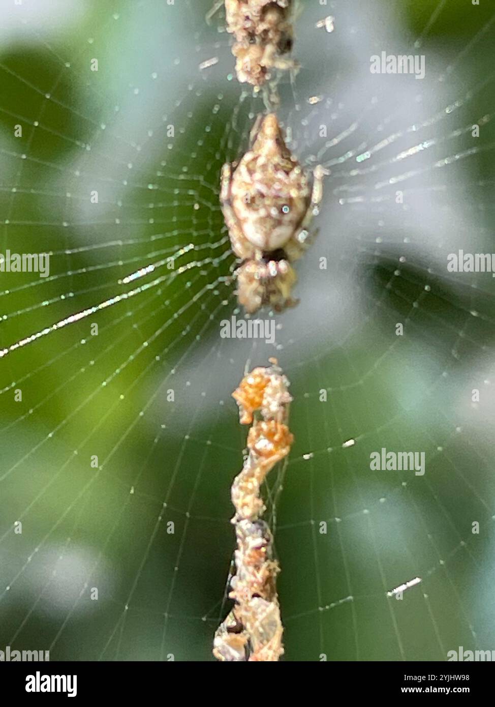 Humped Trashline Orbweaver (Cyclosa turbinata Stock Photo - Alamy