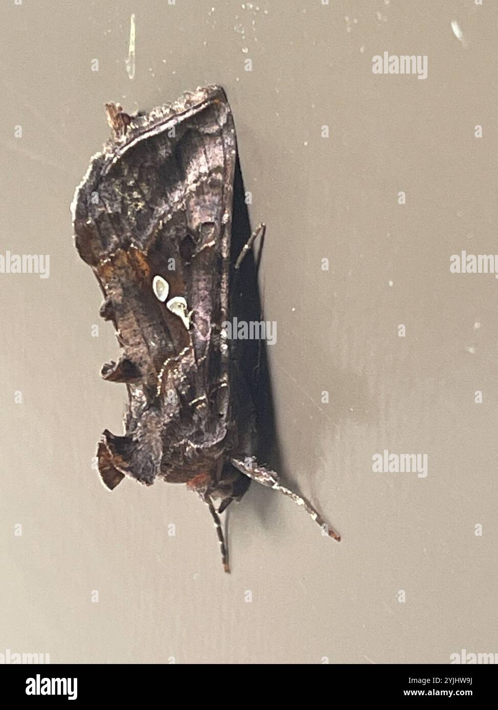 Common Looper Moth (Autographa precationis Stock Photo - Alamy