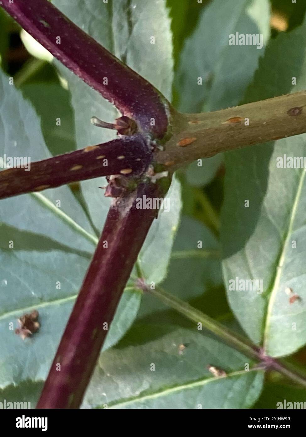 European Red Elder (Sambucus racemosa racemosa Stock Photo - Alamy