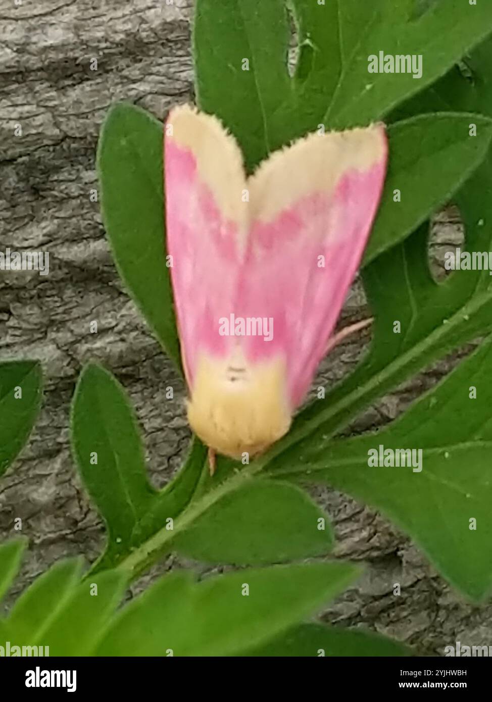 Primrose Moth (Schinia florida Stock Photo - Alamy