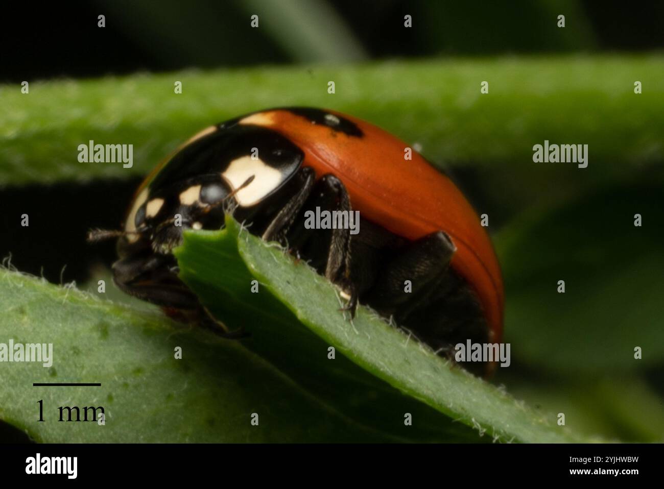 Transverse Lady Beetle (Coccinella transversoguttata Stock Photo - Alamy