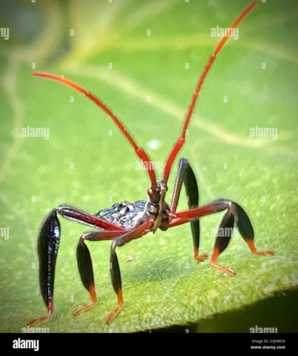 Spine-headed Bugs (Acanthocephala Stock Photo - Alamy