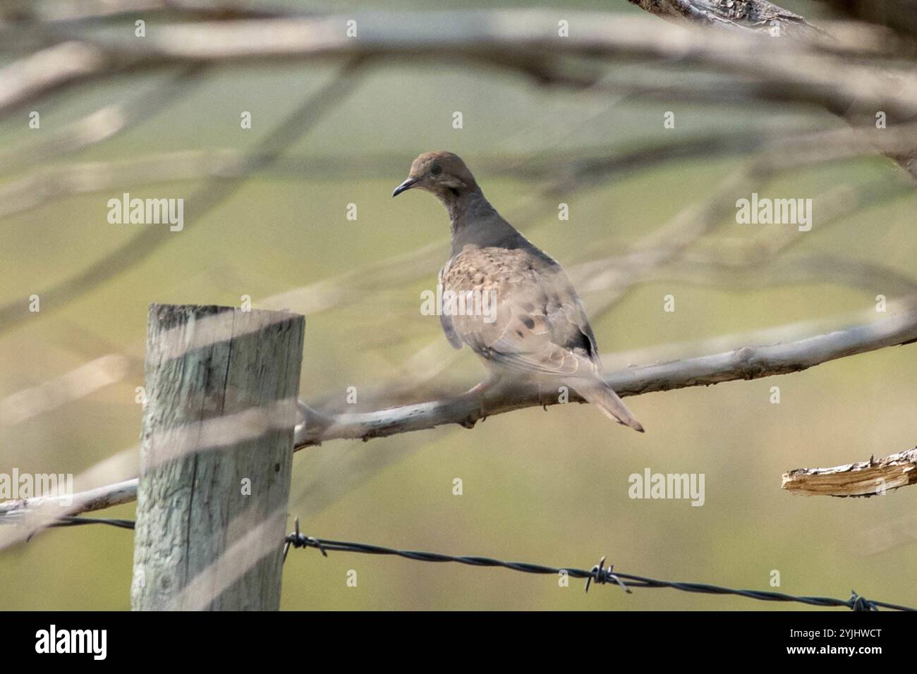 Mourning Dove (Zenaida macroura Stock Photo - Alamy