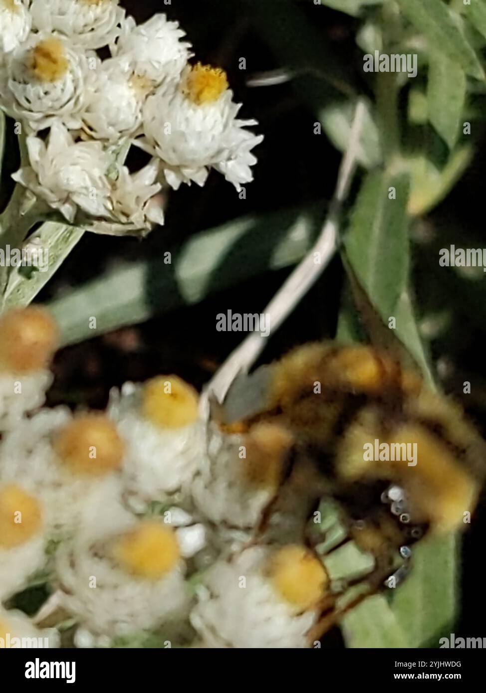 Western Bumble Bee (Bombus occidentalis Stock Photo - Alamy