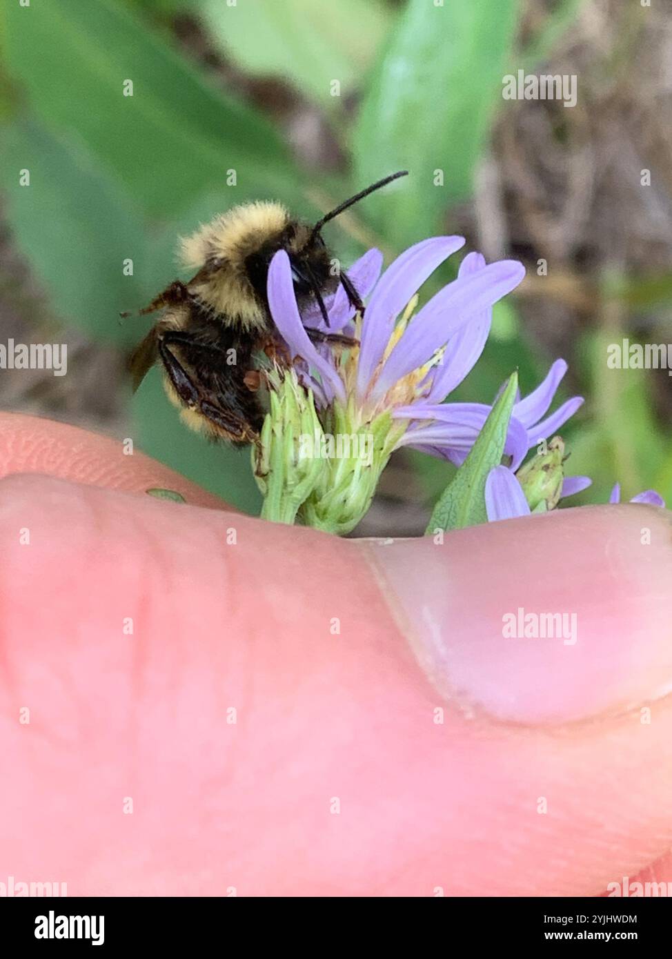 Cuckoo Bumble Bees (Psithyrus Stock Photo - Alamy