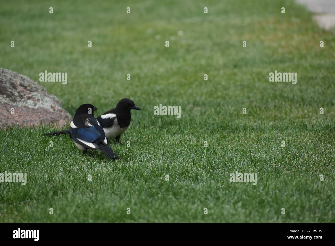 Black-billed Magpie (Pica hudsonia Stock Photo - Alamy