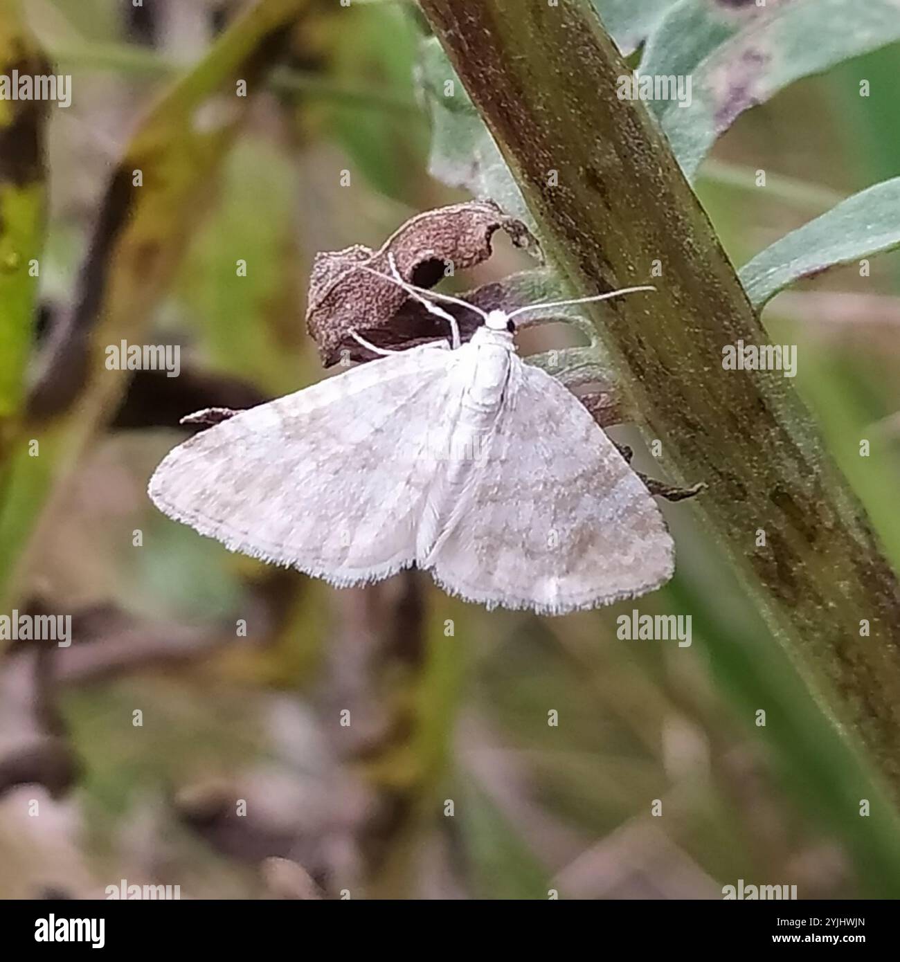 Grass Rivulet (Perizoma albulata Stock Photo - Alamy