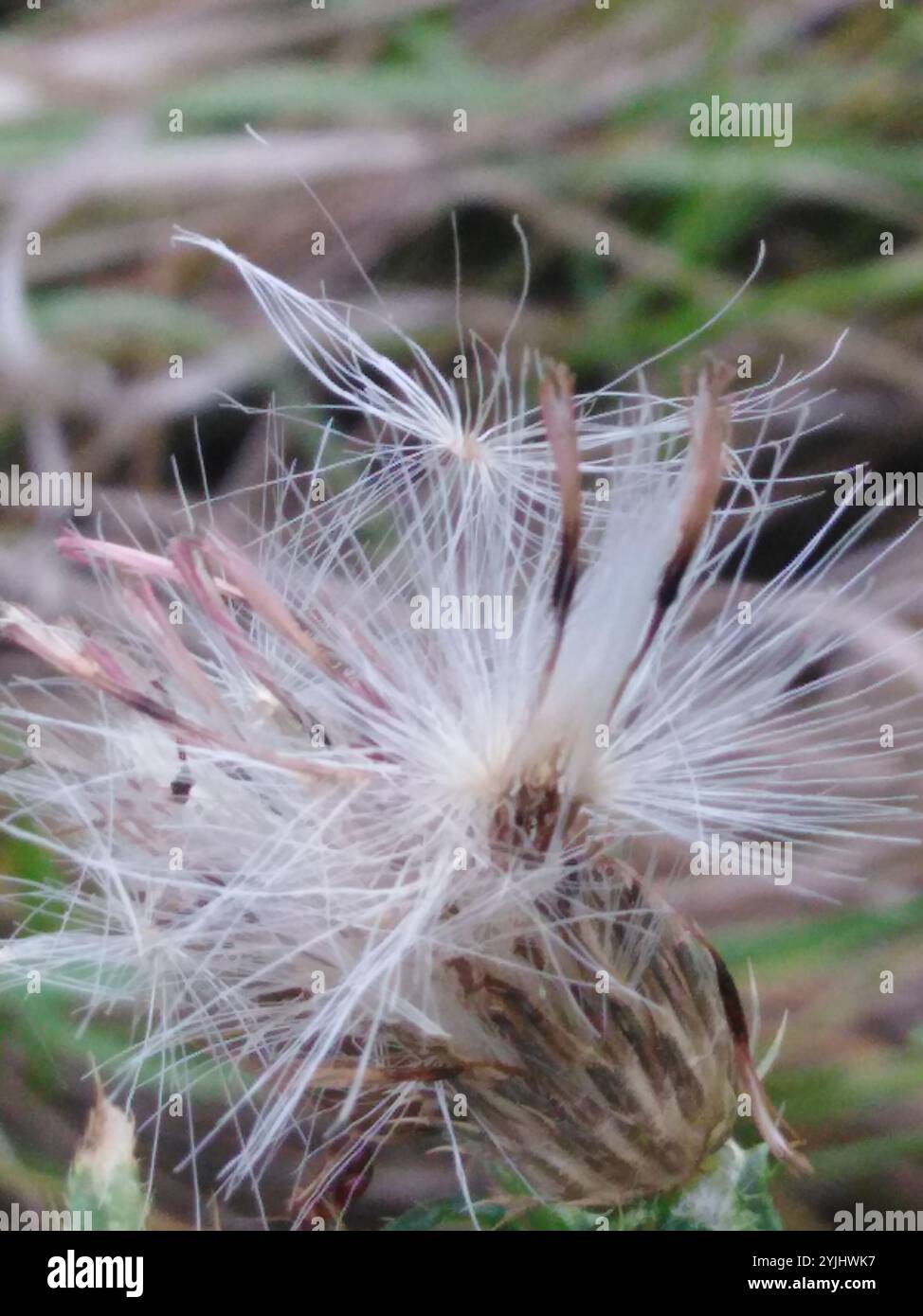 Broad winged thistle hi-res stock photography and images - Alamy