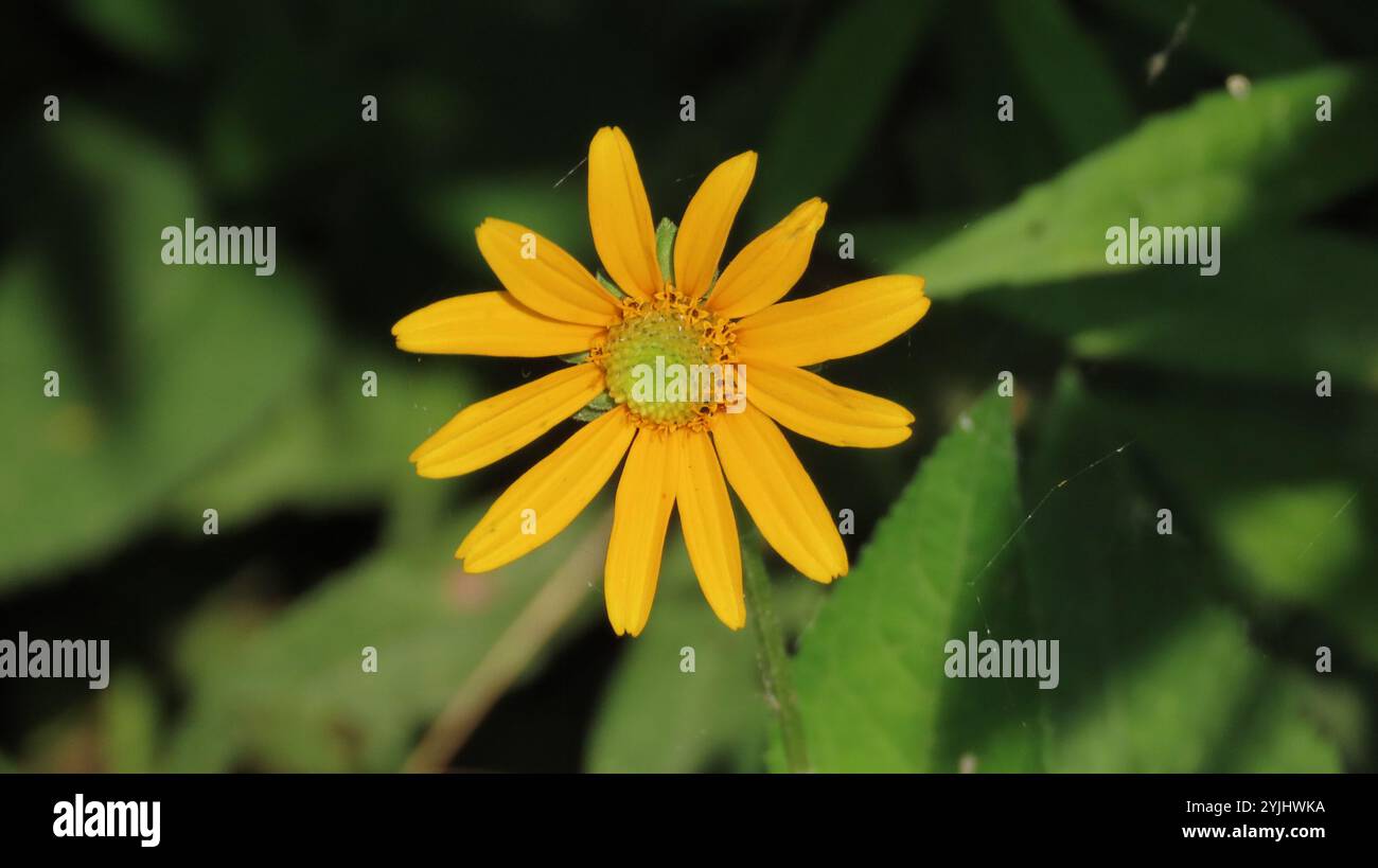 false sunflower (Heliopsis helianthoides Stock Photo - Alamy
