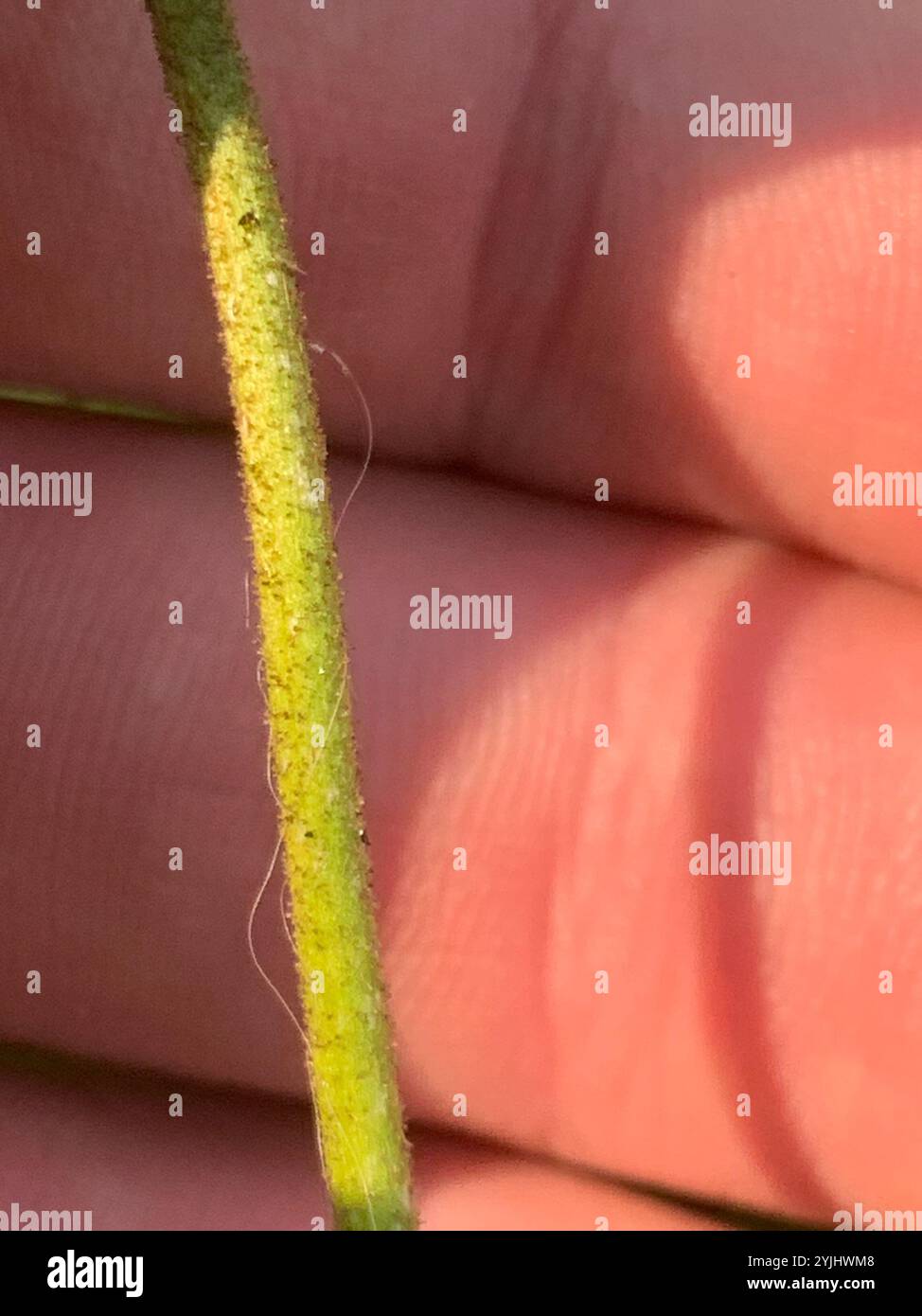 western false asphodel (Triantha occidentalis Stock Photo - Alamy