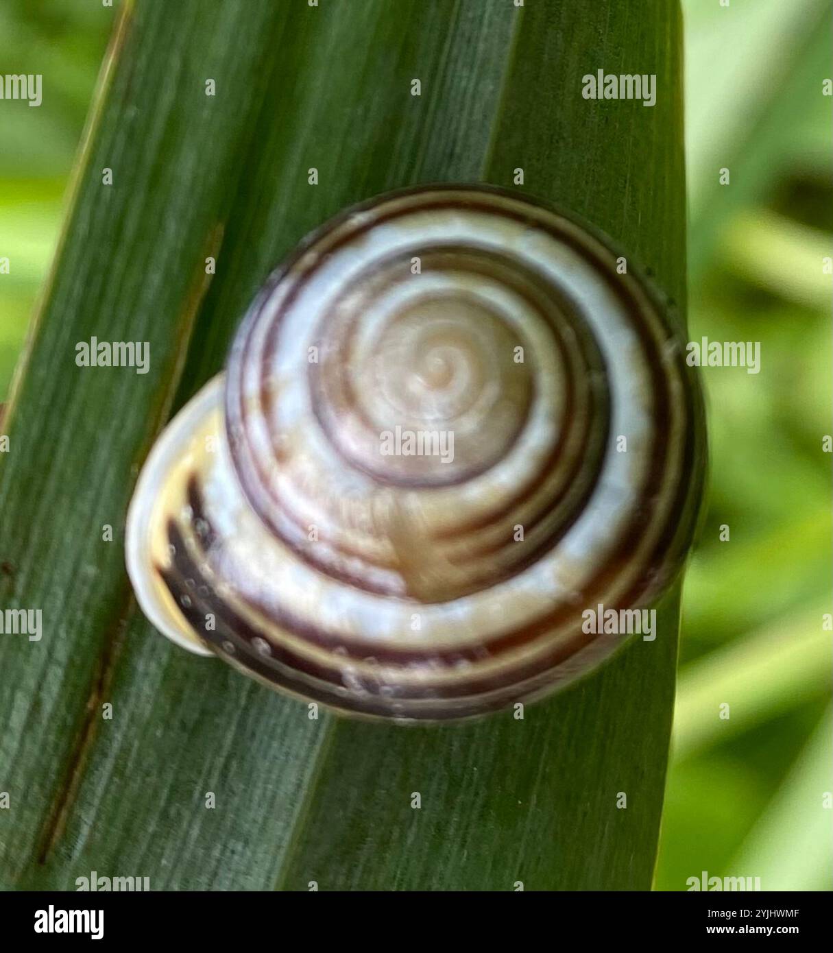 White-lipped Snail (Cepaea hortensis Stock Photo - Alamy