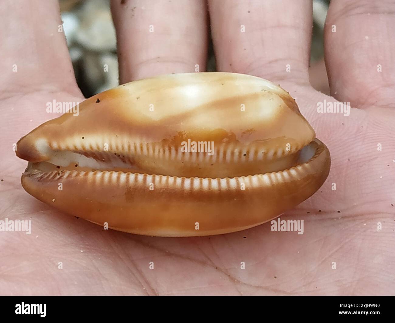 Mole Cowrie (Talparia talpa Stock Photo - Alamy