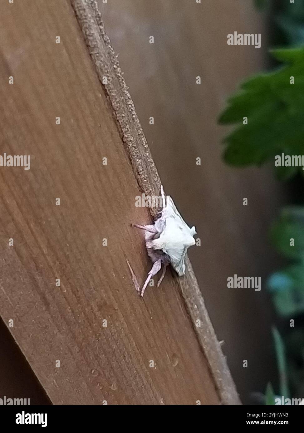 The Sallow (Xanthia icteritia Stock Photo - Alamy