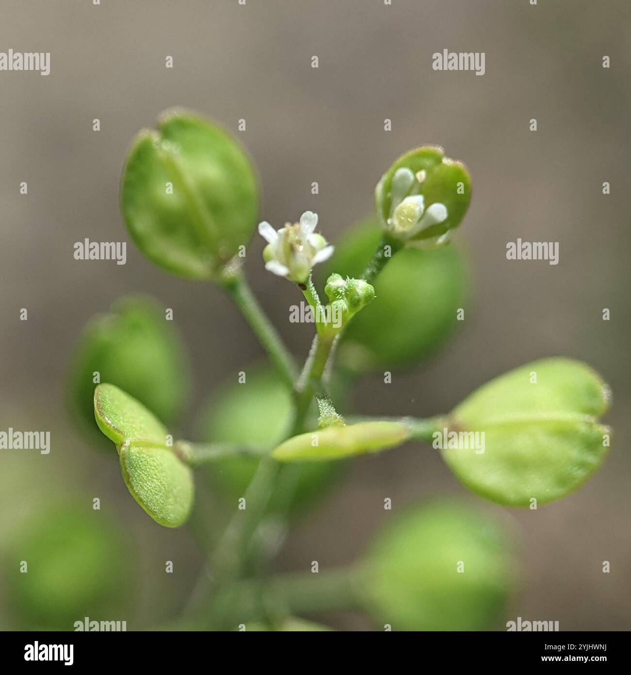 Virginia pepperweed (Lepidium virginicum Stock Photo - Alamy