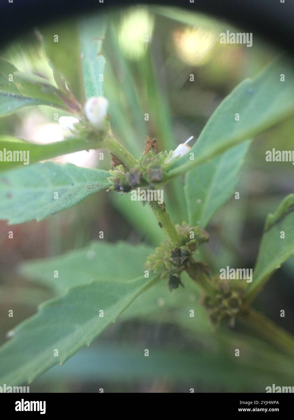 northern bugleweed (Lycopus uniflorus Stock Photo - Alamy