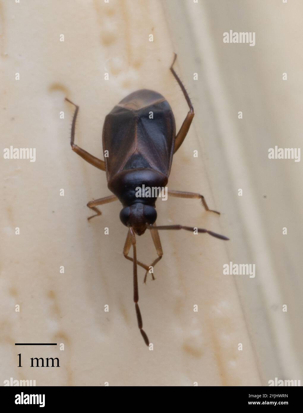 True Bugs (Heteroptera Stock Photo - Alamy