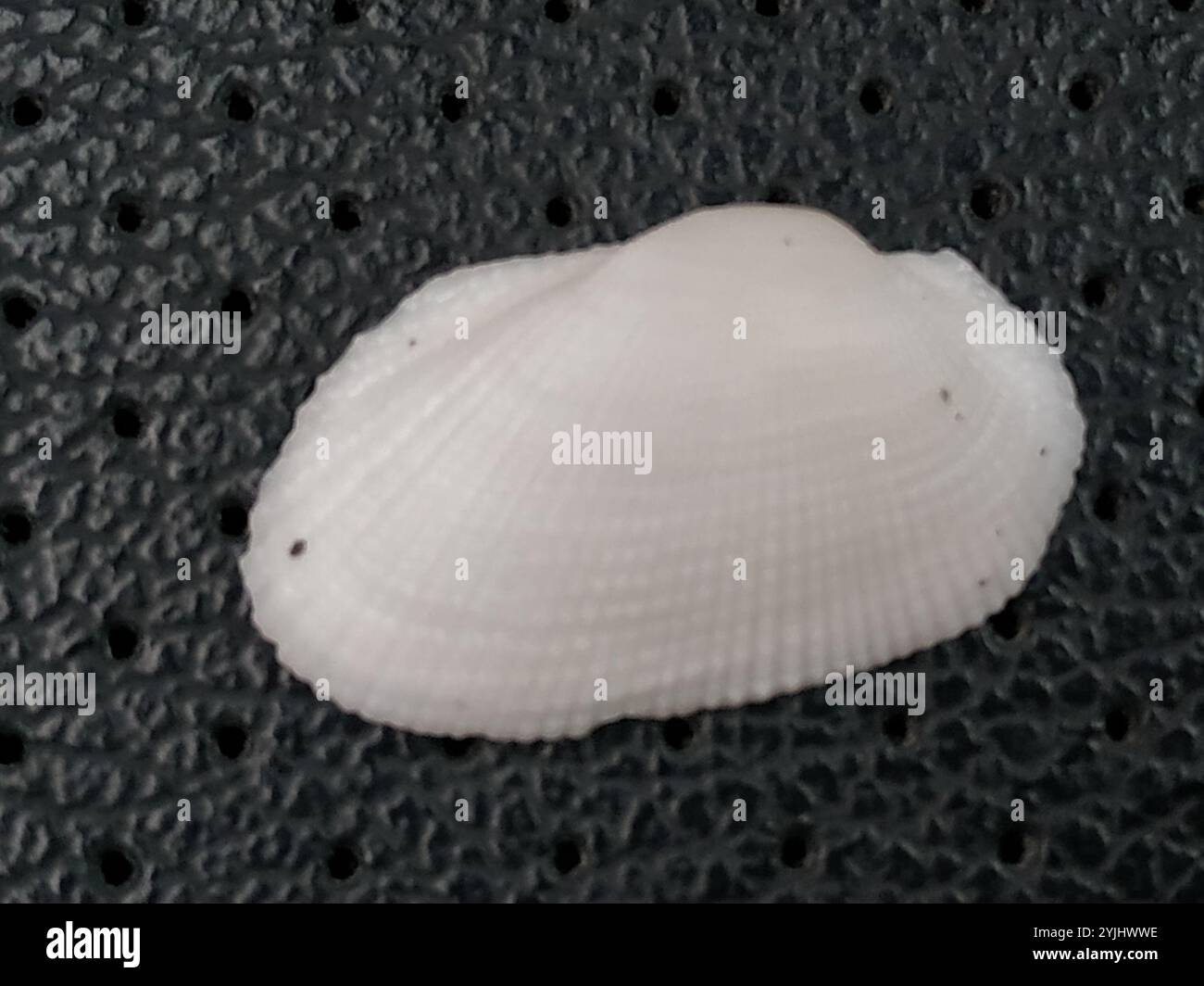 Ark clams hi-res stock photography and images - Alamy