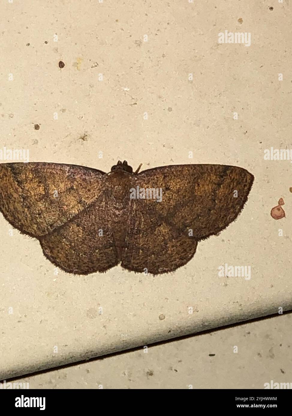 Black-dotted Ruddy Moth (Ilexia intractata Stock Photo - Alamy