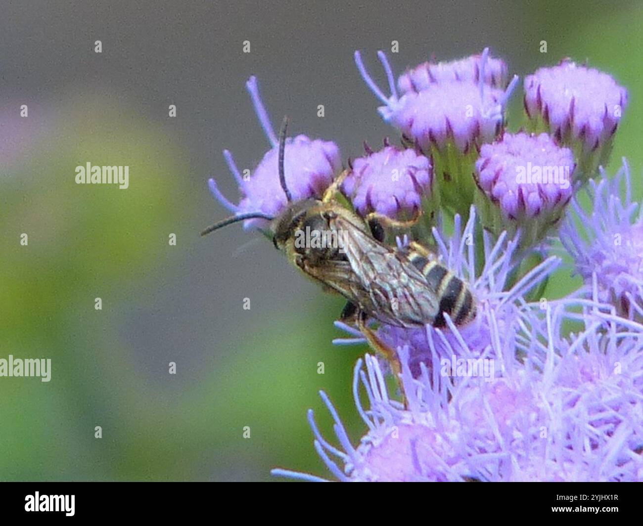 Ligated Furrow Bee (Halictus ligatus Stock Photo - Alamy