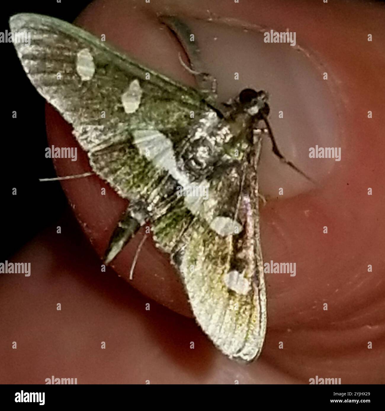 Grape Leaffolder and Leafroller Moths (Desmia funeralis Stock Photo - Alamy