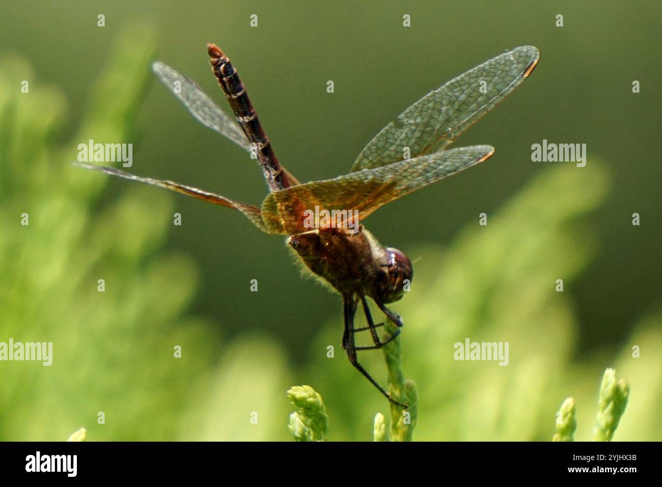 Band winged meadowhawk hi-res stock photography and images - Alamy