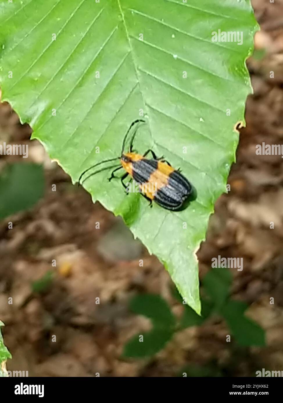 Reticulated Net-winged Beetle (Calopteron reticulatum Stock Photo - Alamy