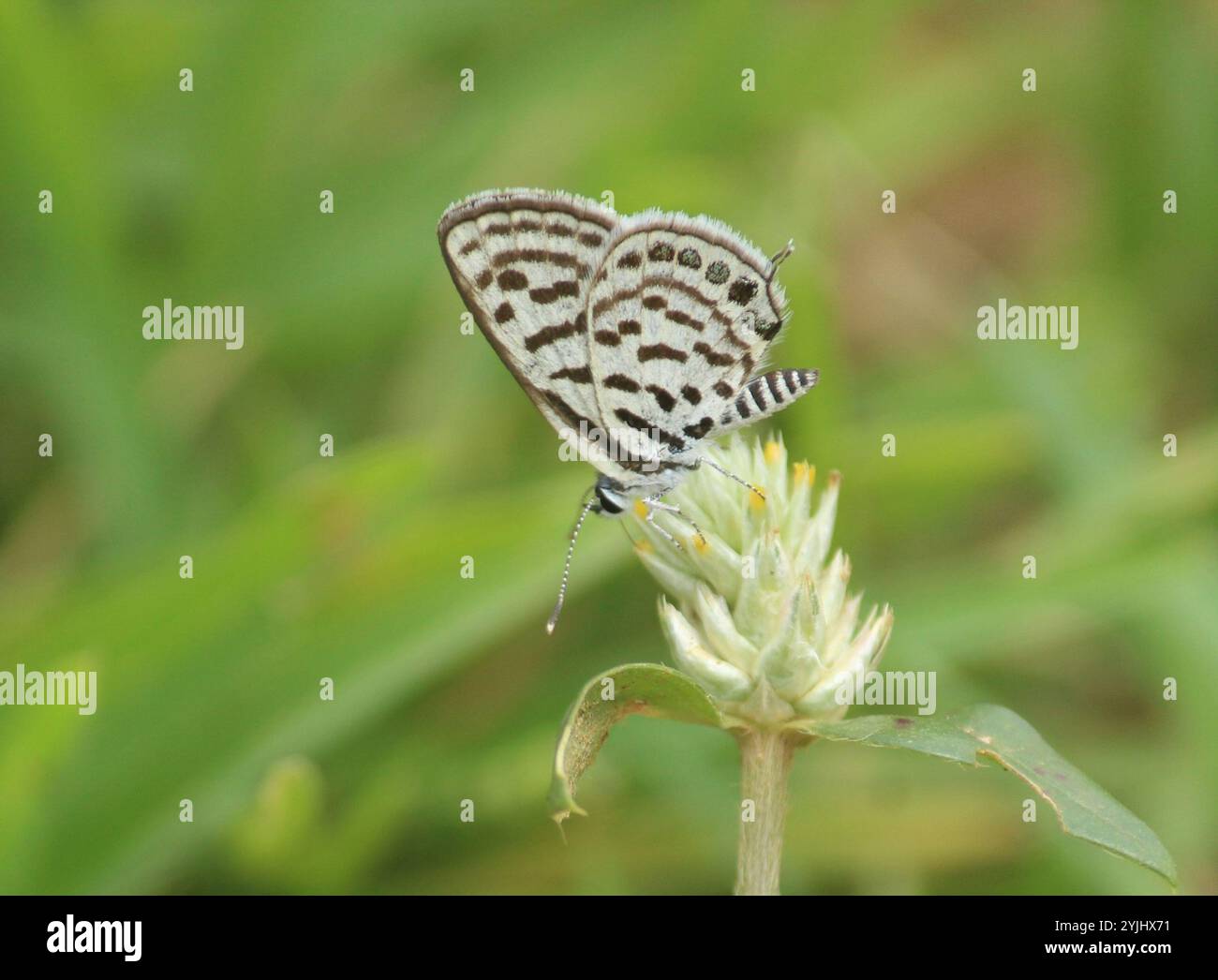 Balkanica hi-res stock photography and images - Alamy