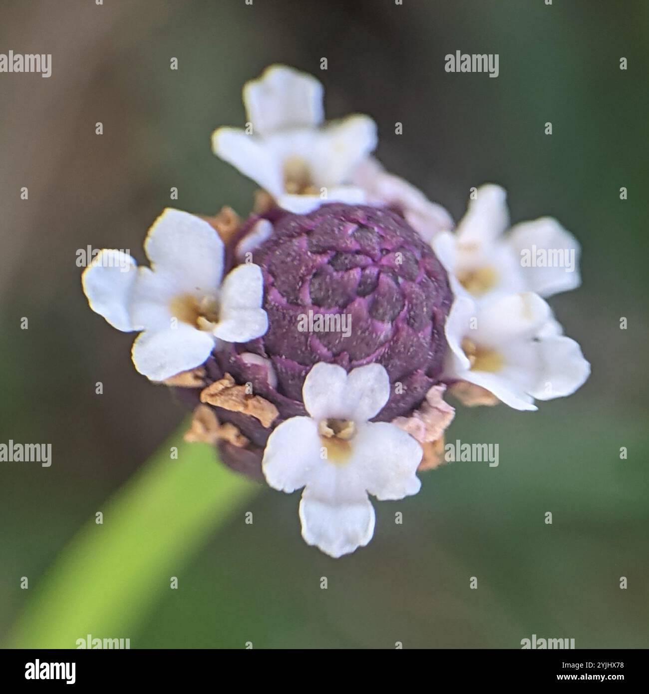 turkey tangle frogfruit (Phyla nodiflora Stock Photo - Alamy