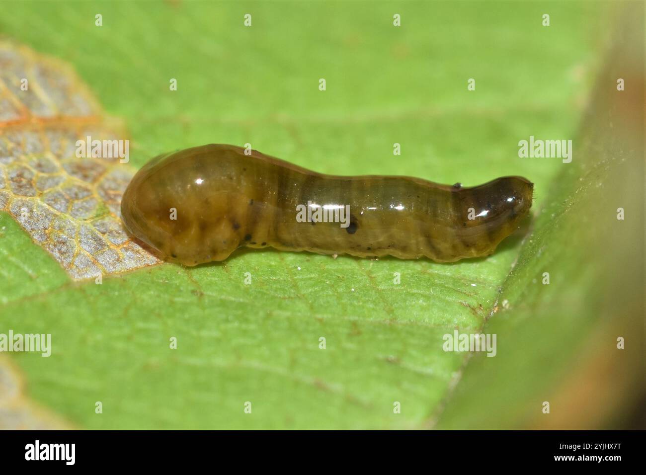 Cherry slug sawfly hi-res stock photography and images - Alamy