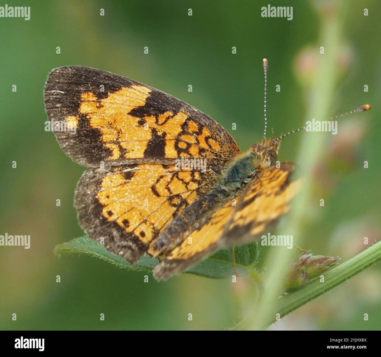 Pearl Crescent (Phyciodes tharos Stock Photo - Alamy