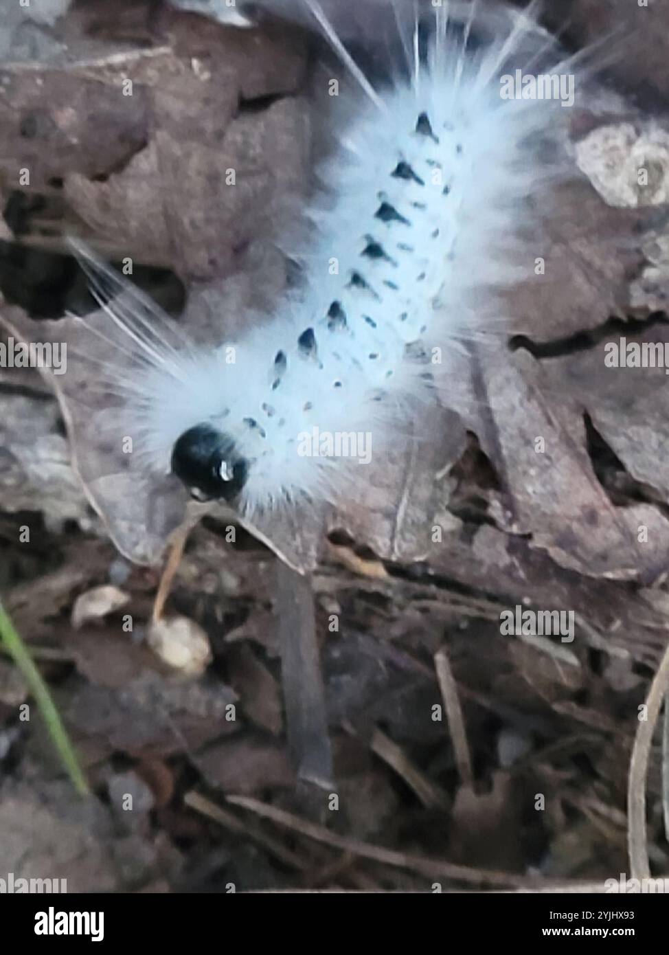 Hickory Tussock Moth (Lophocampa caryae Stock Photo - Alamy
