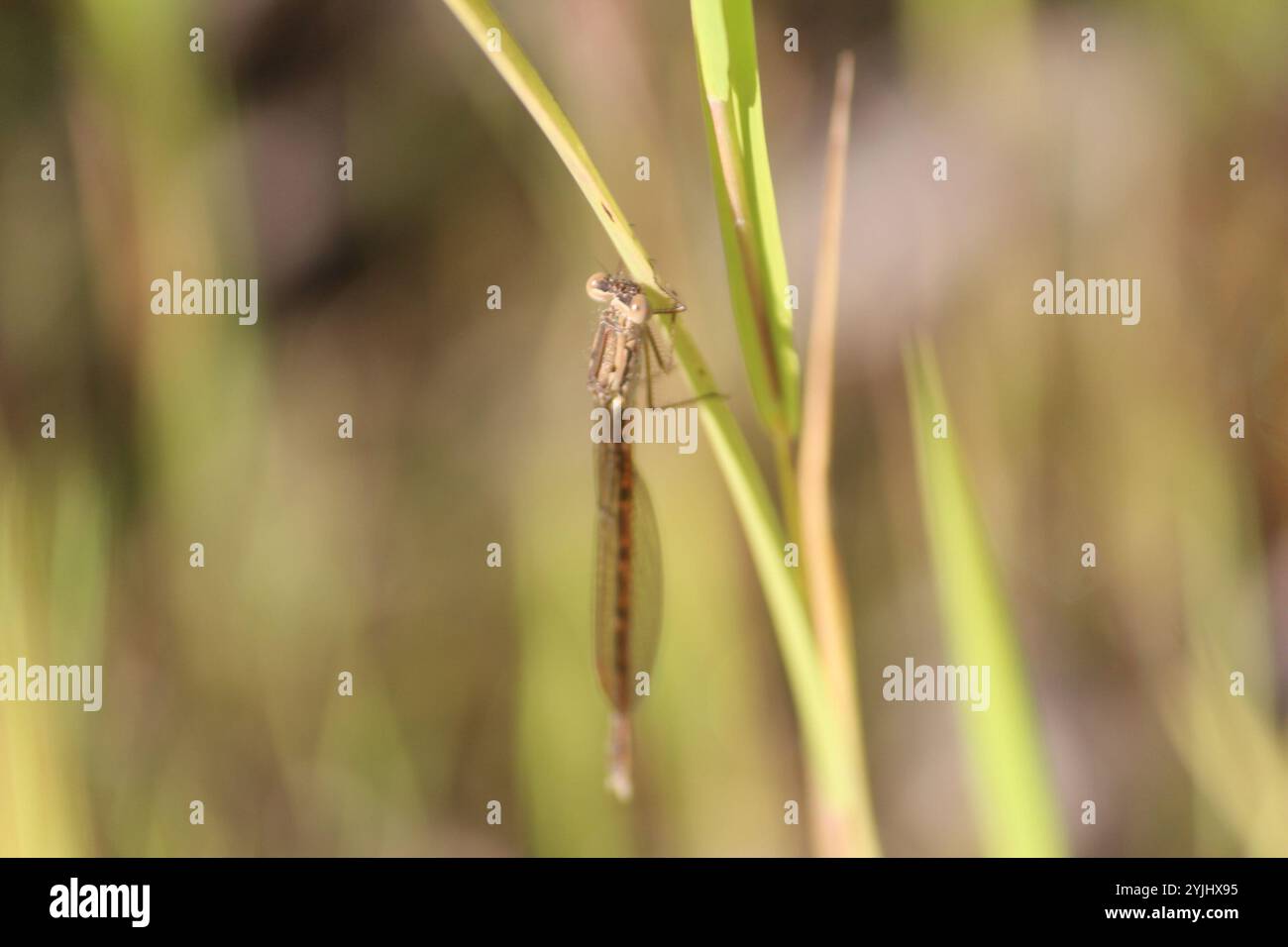 Siberian Winter Damsel (Sympecma paedisca Stock Photo - Alamy