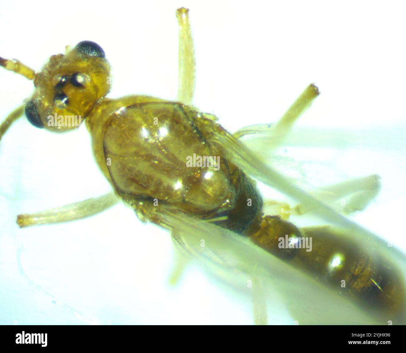 Asian Needle Ant (Brachyponera chinensis Stock Photo - Alamy