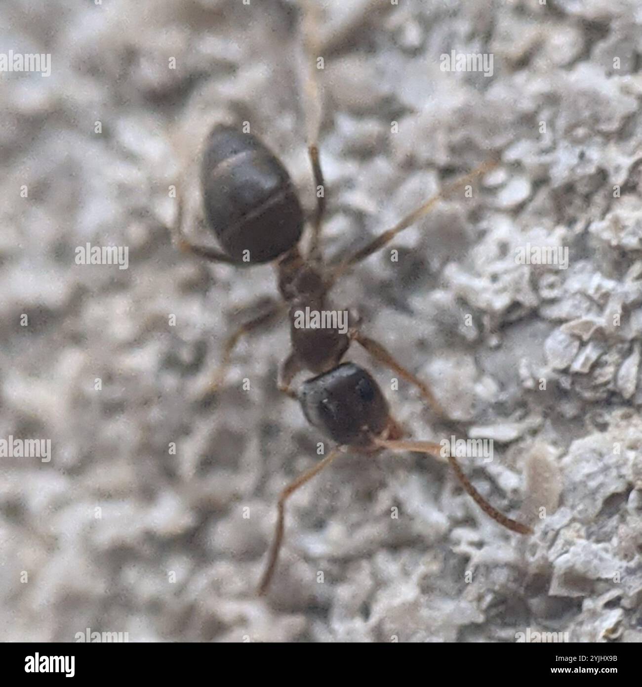 Turfgrass Ant (Lasius neoniger Stock Photo - Alamy