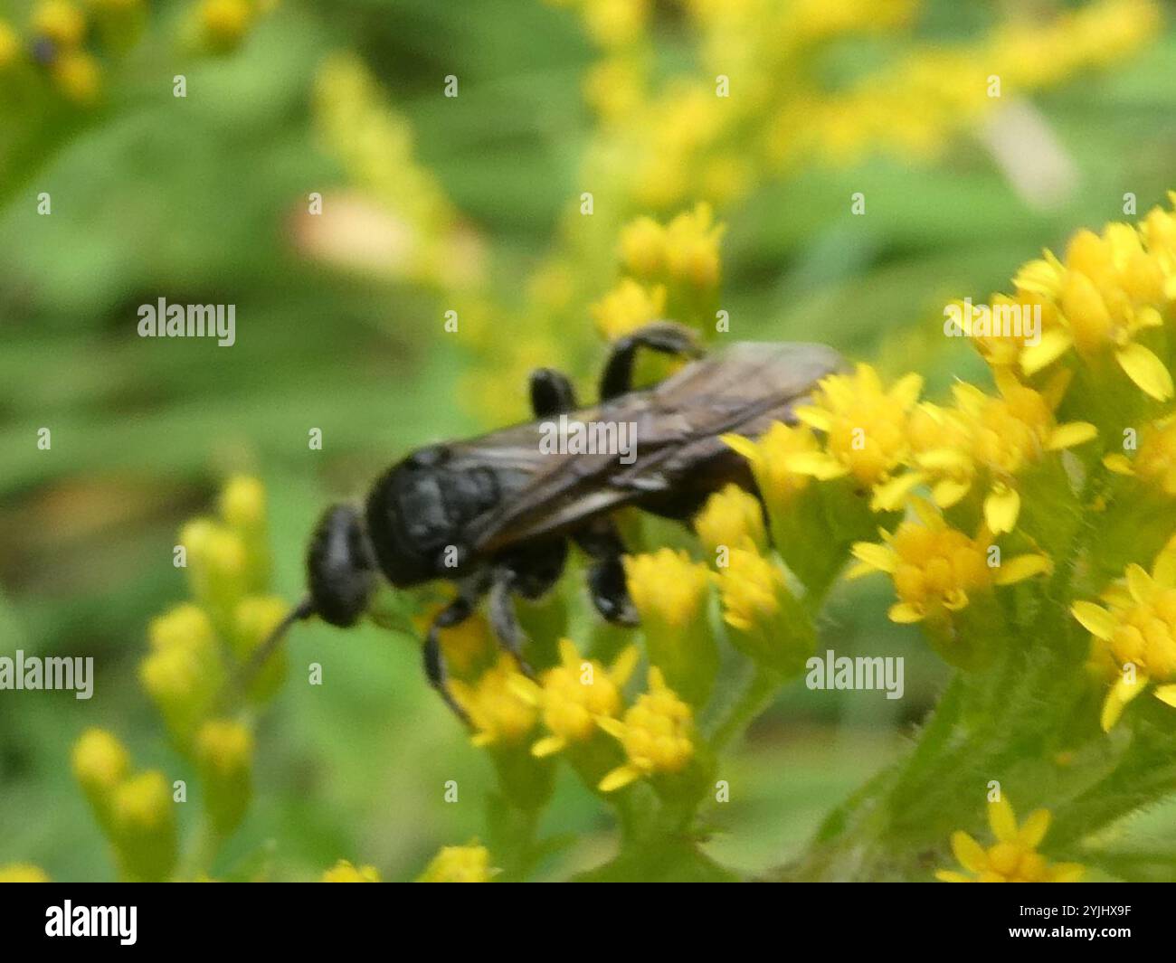 Tiphiid wasps hi-res stock photography and images - Alamy