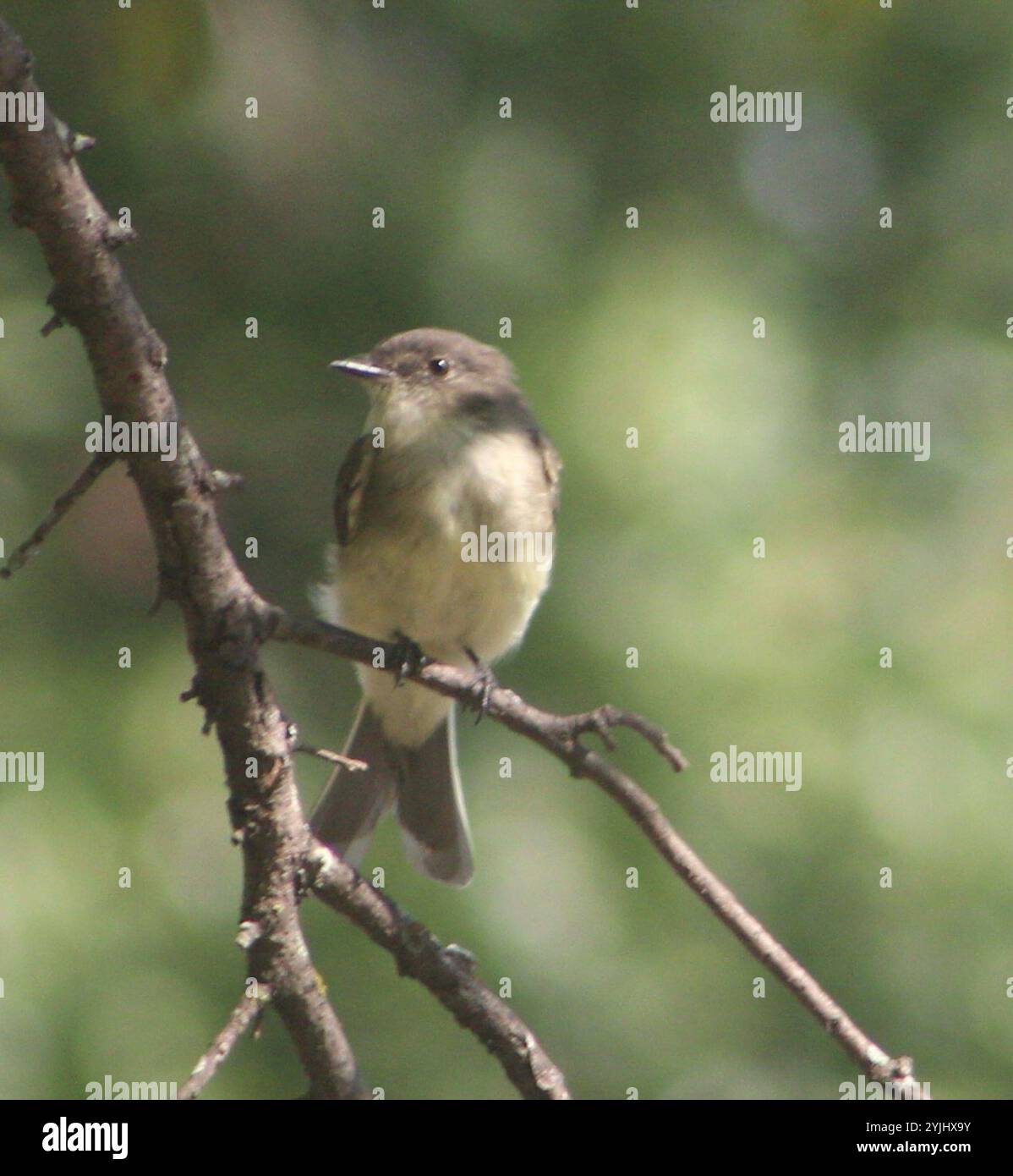 Eastern Phoebe (Sayornis phoebe Stock Photo - Alamy