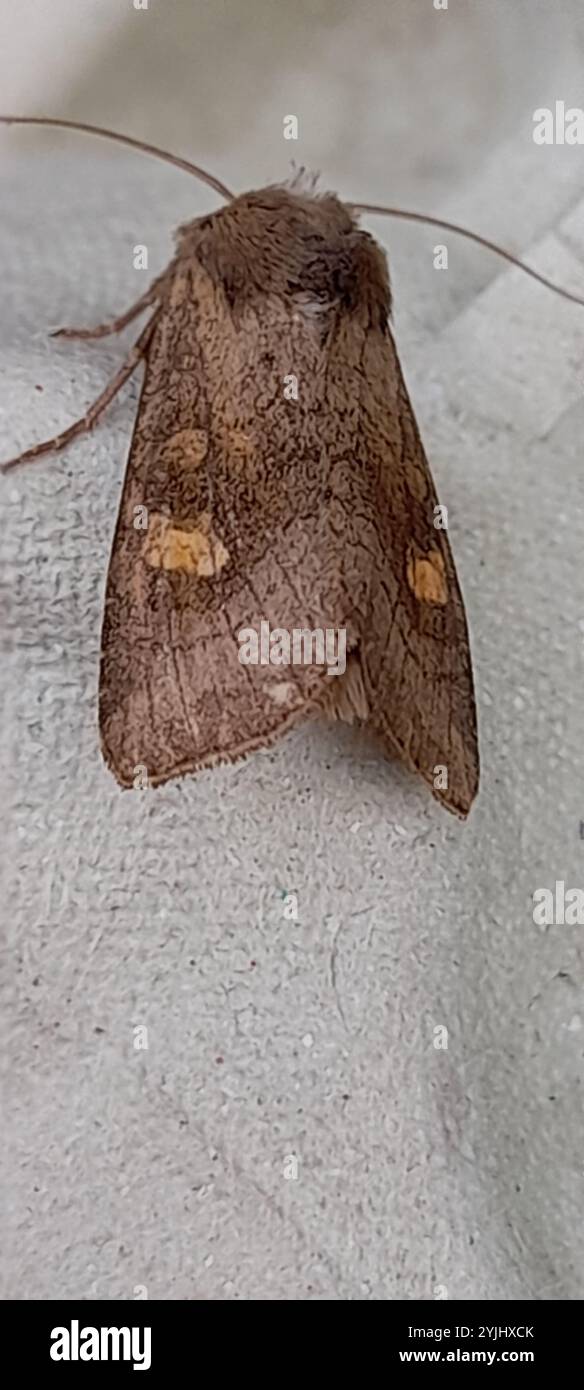 Ear Moth (Amphipoea oculea Stock Photo - Alamy