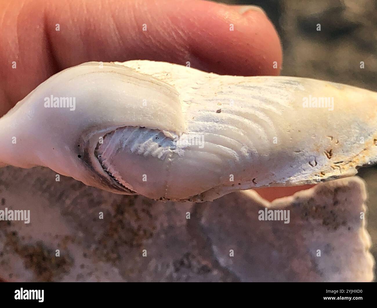Rough piddock hi-res stock photography and images - Alamy