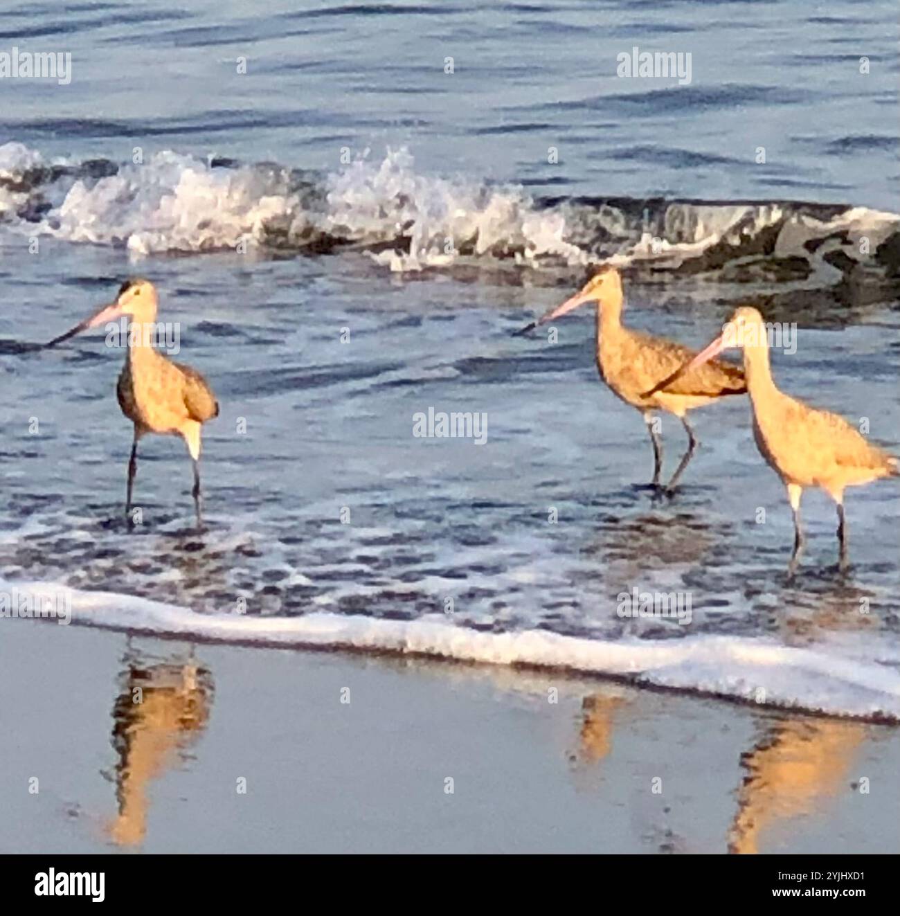 Marbled Godwit (Limosa fedoa Stock Photo - Alamy