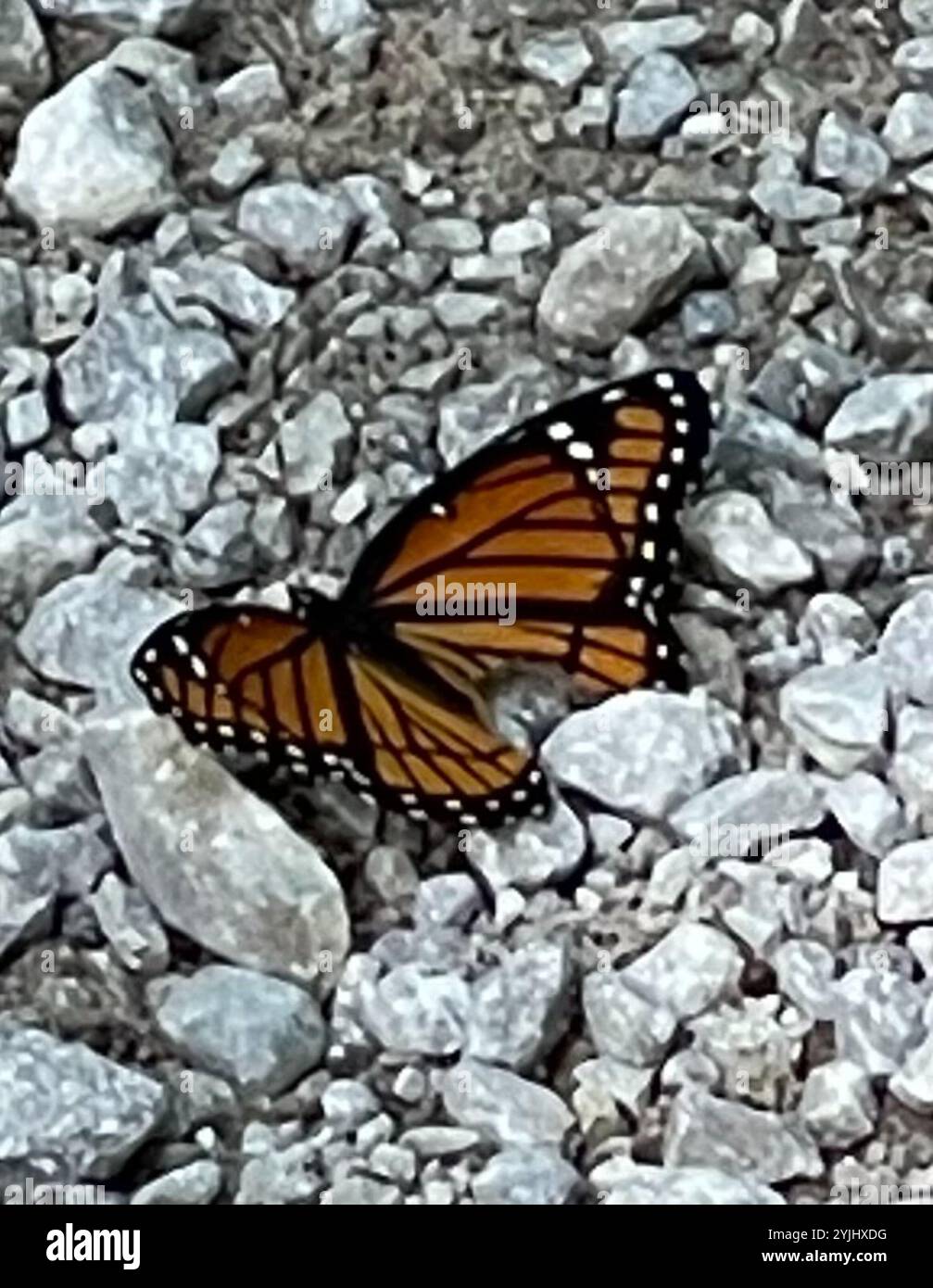 Viceroy (Limenitis archippus Stock Photo - Alamy